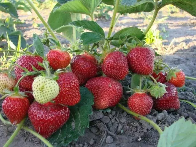 Mga naayos na strawberry: ang pinakamahusay na mga pagkakaiba-iba na may mga paglalarawan at larawan 8559_14