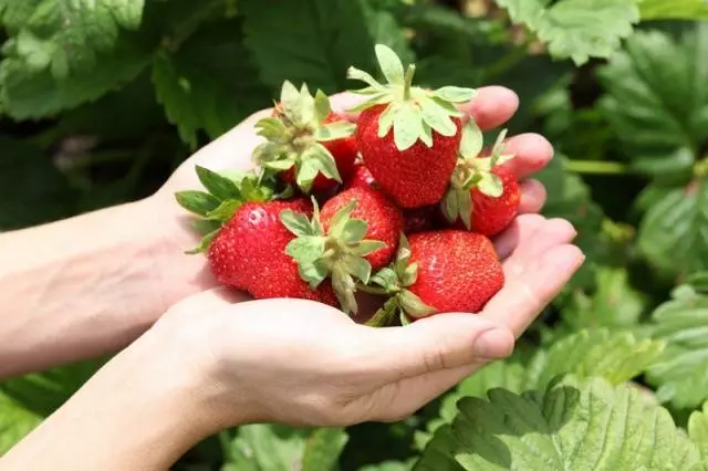 Ma strawberries okonzedwa: mitundu yabwino kwambiri ndi mafotokozedwe ndi zithunzi 8559_17