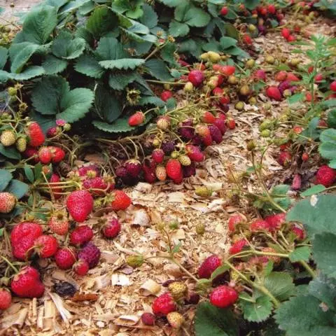 Mga naayos na strawberry: ang pinakamahusay na mga pagkakaiba-iba na may mga paglalarawan at larawan 8559_2