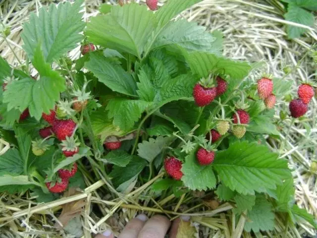 Reparéiert Erdbeeren: déi bescht Varietéë mat Beschreiwungen a Fotoen 8559_20