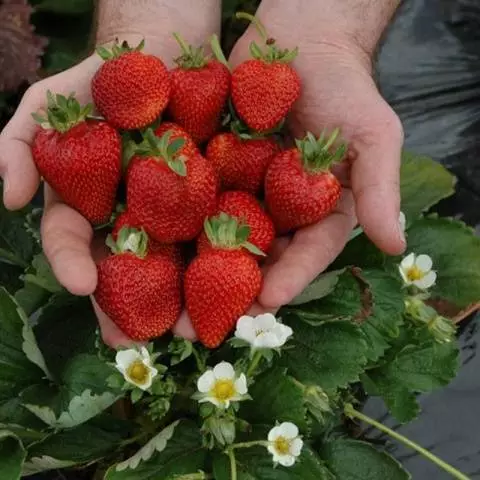 Ma strawberries okonzedwa: mitundu yabwino kwambiri ndi mafotokozedwe ndi zithunzi 8559_22