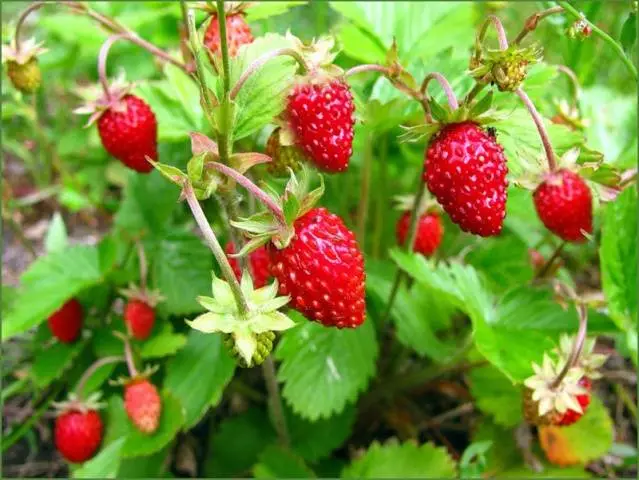 Mga naayos na strawberry: ang pinakamahusay na mga pagkakaiba-iba na may mga paglalarawan at larawan 8559_24