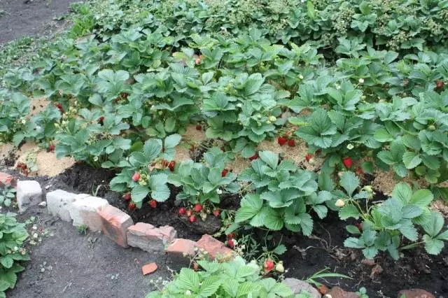 Mga naayos na strawberry: ang pinakamahusay na mga pagkakaiba-iba na may mga paglalarawan at larawan 8559_3