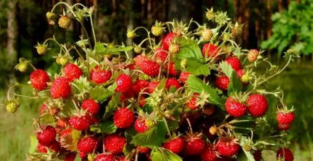 Reparierte Erdbeeren: die besten Sorten mit Beschreibungen und Fotos 8559_7