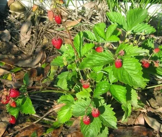 মেরামত করা স্ট্রবেরি: বর্ণনা এবং ছবি সহ সেরা জাত 8559_9