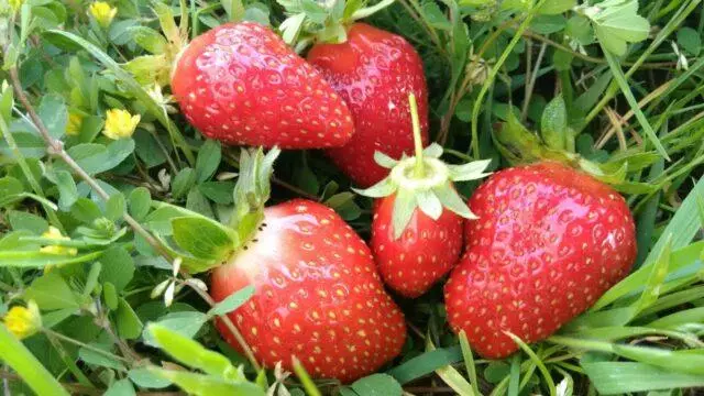 Strawberry Malga (Malga): descrierea soiului, fotografii, recenzii ale grădinarilor 8564_4