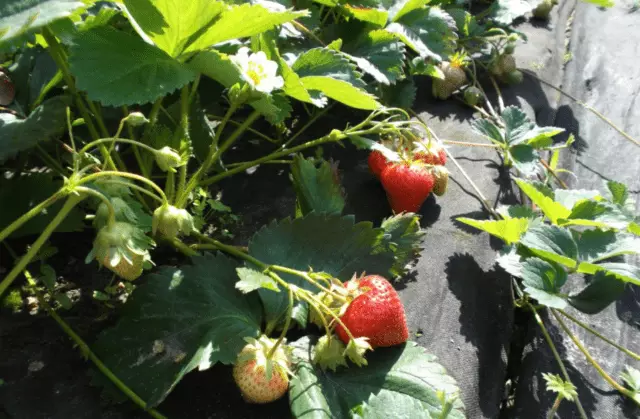 Strawberry Malga (Malga): ဥယျာဉ်မှူးများ၏အမျိုးမျိုး၊ ဓာတ်ပုံများ၊ သုံးသပ်ချက်များ 8564_5