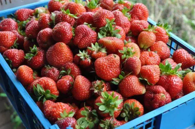 Fresas Frigo: qué significa, una descripción de la variedad, una foto, reseñas de jardineros en 2020, cómo hacer, plantar y cuidar con sus propias manos, métodos de cultivo. 8565_1