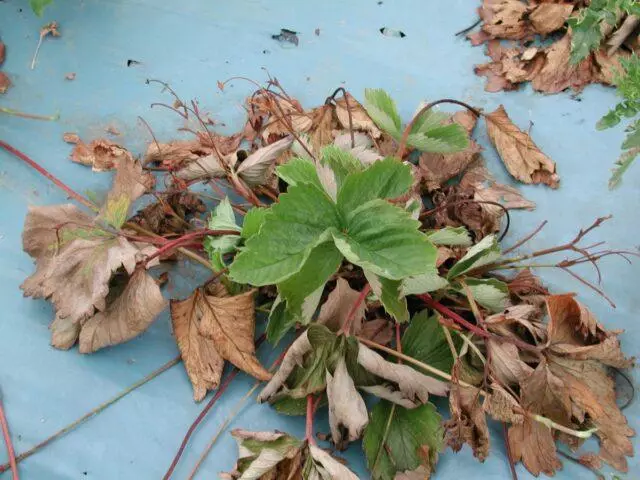 Fresas Frigo: qué significa, una descripción de la variedad, una foto, reseñas de jardineros en 2020, cómo hacer, plantar y cuidar con sus propias manos, métodos de cultivo. 8565_10