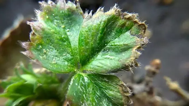 Frigo -aardbeien: wat betsjuttet it, in beskriuwing fan it ferskaat, in foto, beoardielingen fan túnkers yn 2020, hoe't jo it meitsje, plantsje en fersoargje mei jo eigen hannen, teeltmetoaden 8565_11