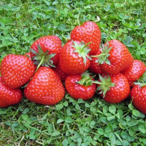 Fresas Frigo: qué significa, una descripción de la variedad, una foto, reseñas de jardineros en 2020, cómo hacer, plantar y cuidar con sus propias manos, métodos de cultivo. 8565_15