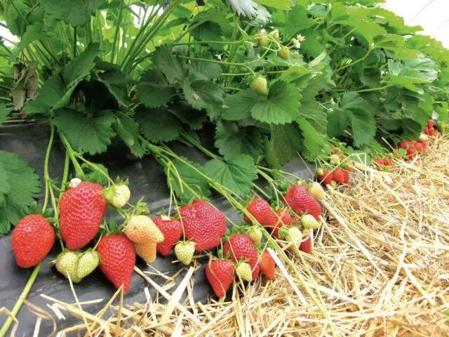 Frigo -aardbeien: wat betsjuttet it, in beskriuwing fan it ferskaat, in foto, beoardielingen fan túnkers yn 2020, hoe't jo it meitsje, plantsje en fersoargje mei jo eigen hannen, teeltmetoaden 8565_17