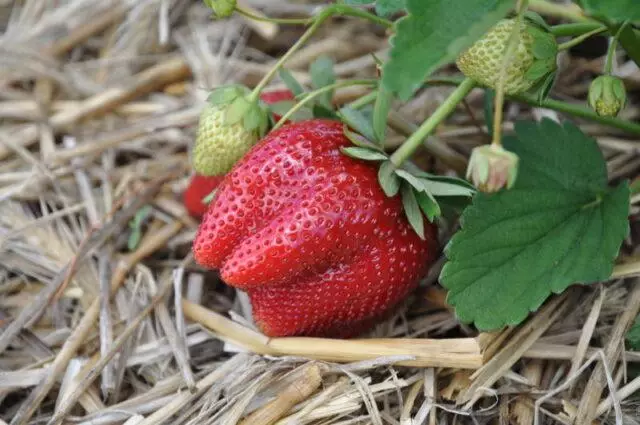 Frigo -aardbeien: wat betsjuttet it, in beskriuwing fan it ferskaat, in foto, beoardielingen fan túnkers yn 2020, hoe't jo it meitsje, plantsje en fersoargje mei jo eigen hannen, teeltmetoaden 8565_27