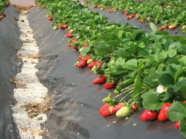 Frigo -aardbeien: wat betsjuttet it, in beskriuwing fan it ferskaat, in foto, beoardielingen fan túnkers yn 2020, hoe't jo it meitsje, plantsje en fersoargje mei jo eigen hannen, teeltmetoaden 8565_3