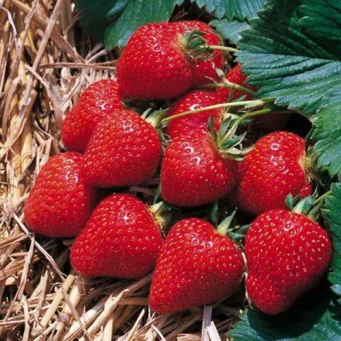 Fraises Frigo: qu'est-ce que cela signifie, une description de la variété, une photo, des critiques de jardiniers en 2020, comment fabriquer, planter et entretenir de ses propres mains, méthodes de culture 8565_5