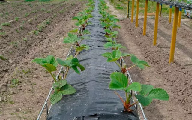 Frigo strawberries: ev tê çi wateyê, danasîna cûrbecûr, wêneyek, nirxandinên baxçevanan di sala 2020 -an de, meriv çawa bi destên xwe çêdike, diçîne û xwedî dike, rêbazên mezinbûnê 8565_8