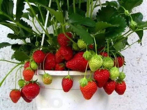 Cultivo vertical de fresas 8580_14