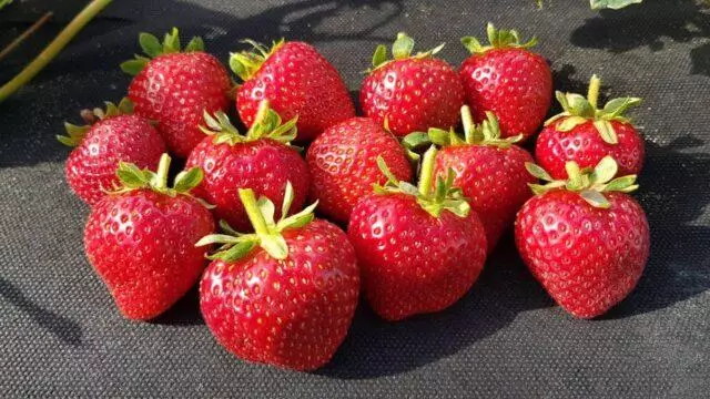 I-Cabrillo Strawberry (Cabrillo): inkcazo yokwahluka, iifoto, ukuphononongwa kwabalimi, ividiyo 8583_1