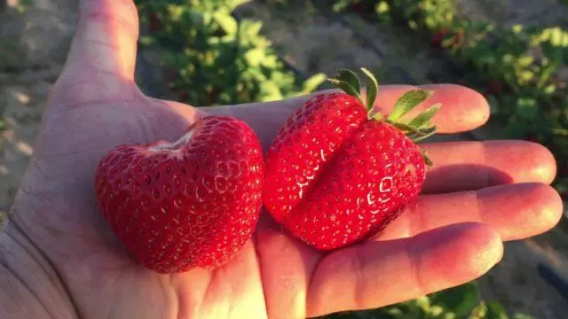 I-Cabrillo Strawberry (Cabrillo): inkcazo yokwahluka, iifoto, ukuphononongwa kwabalimi, ividiyo 8583_3