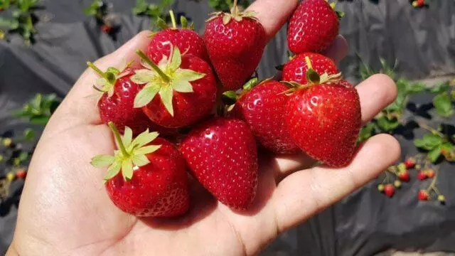 I-Cabrillo Strawberry (Cabrillo): inkcazo yokwahluka, iifoto, ukuphononongwa kwabalimi, ividiyo 8583_5