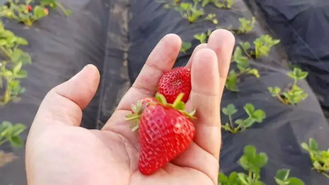 I-Cabrillo Strawberry (Cabrillo): inkcazo yokwahluka, iifoto, ukuphononongwa kwabalimi, ividiyo 8583_7