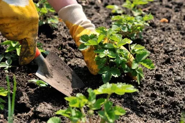 Ferwurkjen fan aardbeien yn 'e maitiid foar sykten en pleagen 8585_1