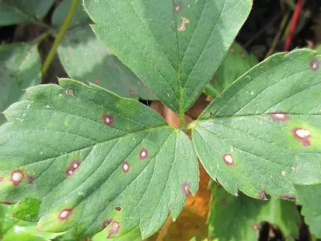 Icubungula ama-strawberry entwasahlobo yezifo nezinambuzane 8585_4