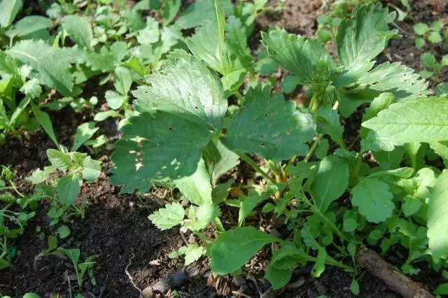 Ferwurkjen fan aardbeien yn 'e maitiid foar sykten en pleagen 8585_7