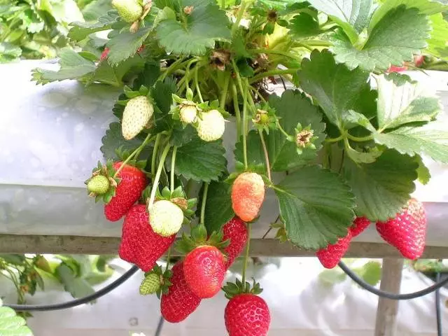 Cultiver des fraises à la maison toute l'année 8586_4