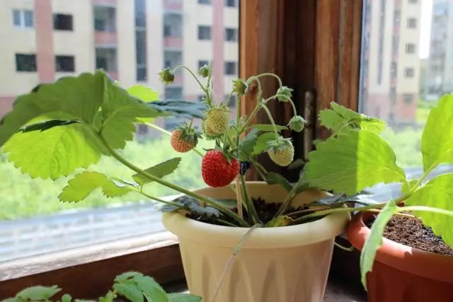 Cultiver des fraises à la maison toute l'année 8586_7