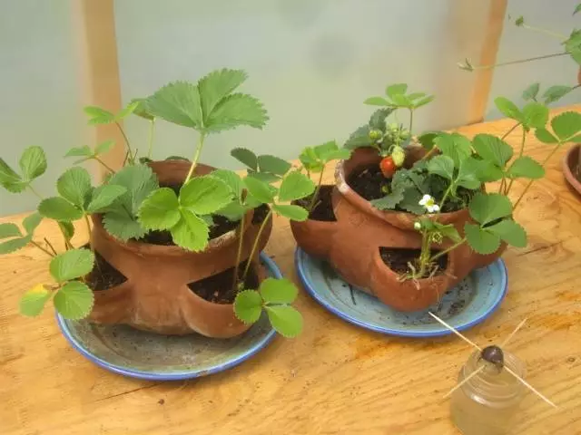 Cultiver des fraises à la maison toute l'année 8586_9