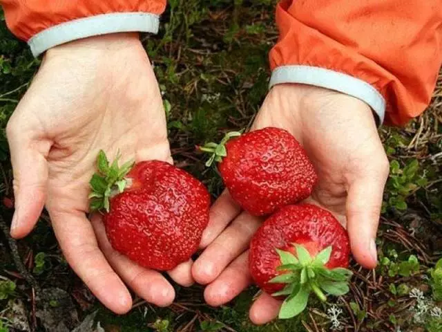 Strawberry Vima Zanta: fjölbreytileikalýsing, myndir, umsagnir 8588_16