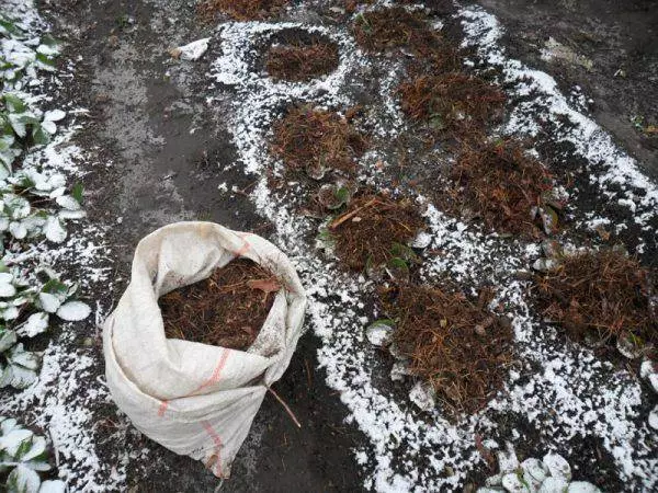 Strawberry Vima Zanta: fjölbreytileikalýsing, myndir, umsagnir 8588_4