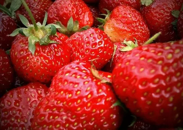 Strawberry Vima Zanta: pelbagai penerangan, foto, ulasan 8588_7