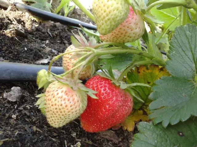 Strawberry Vima Zanta: fjölbreytileikalýsing, myndir, umsagnir 8588_8