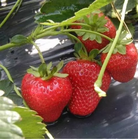 Strawberry Portola: bayanin iri -iri, hotuna, sake dubawa 8595_2