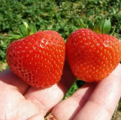 Strawberry Portola: barietate deskribapena, argazkiak, iritziak 8595_6