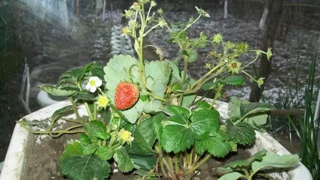 Fresas en el alféizar de la ventana 8600_10