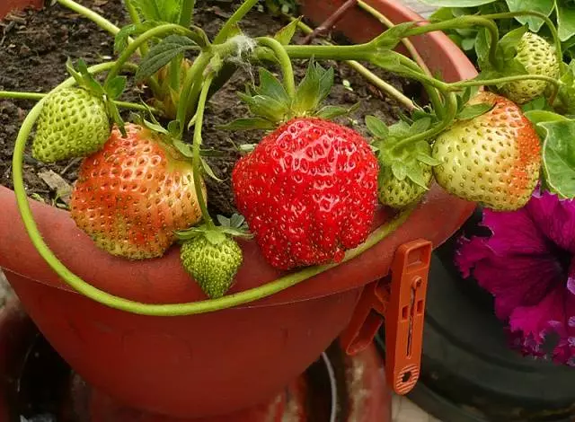 Fresas en el alféizar de la ventana 8600_12