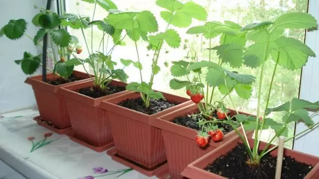 Fresas en el alféizar de la ventana 8600_13