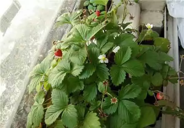 Mga strawberry sa windowsill 8600_14