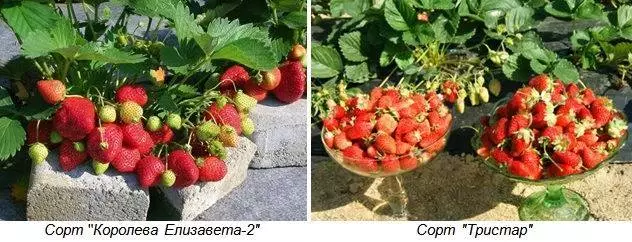 Fresas en el alféizar de la ventana 8600_15