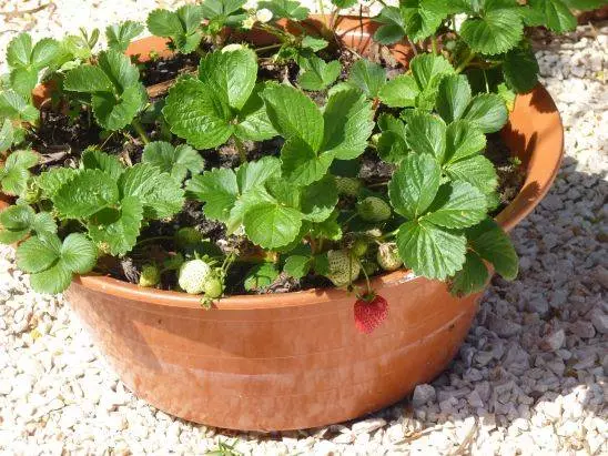 Mga strawberry sa windowsill 8600_16