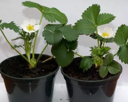 Mga strawberry sa windowsill 8600_6