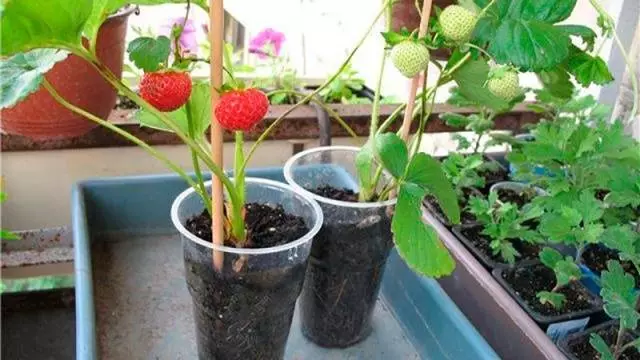 Mga strawberry sa windowsill 8600_7