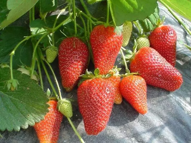 Roxana strawberry: variety description, photos, reviews 8601_1