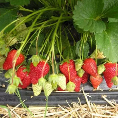 Roxana strawberry: variety description, photos, reviews 8601_15