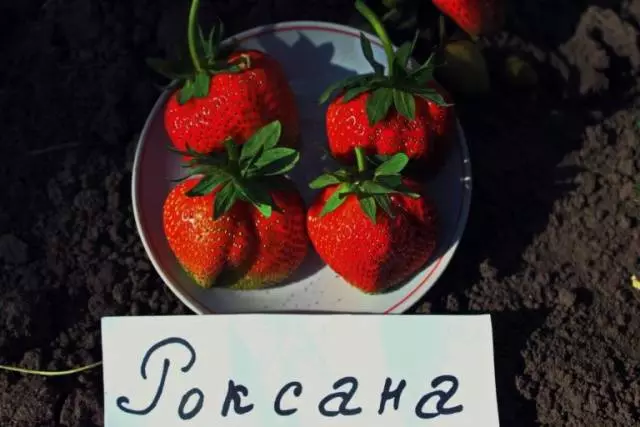 Roxana strawberry: variety description, photos, reviews 8601_8