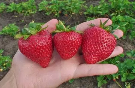 Strawberry Lambada: descripción de la variedad, fotos, reseñas 8602_1