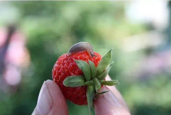 Strawberry Lambada: rupa-rupa pedaran, poto, ulasan 8602_14